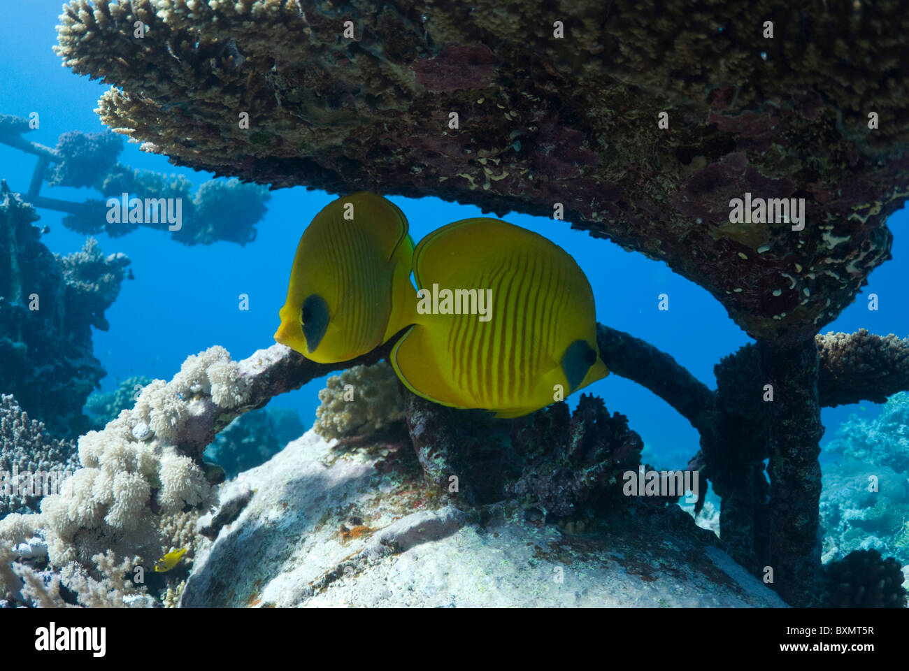 Butterfly fish hi-res stock photography and images - Alamy