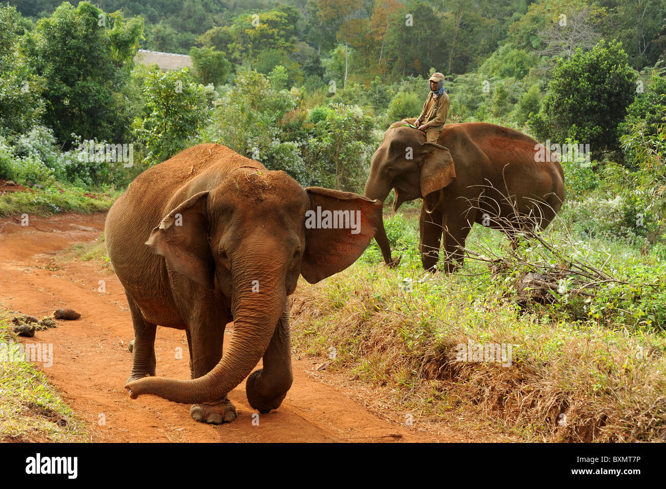 Two elephants strolling through a forest path in the Elephant Valley ...