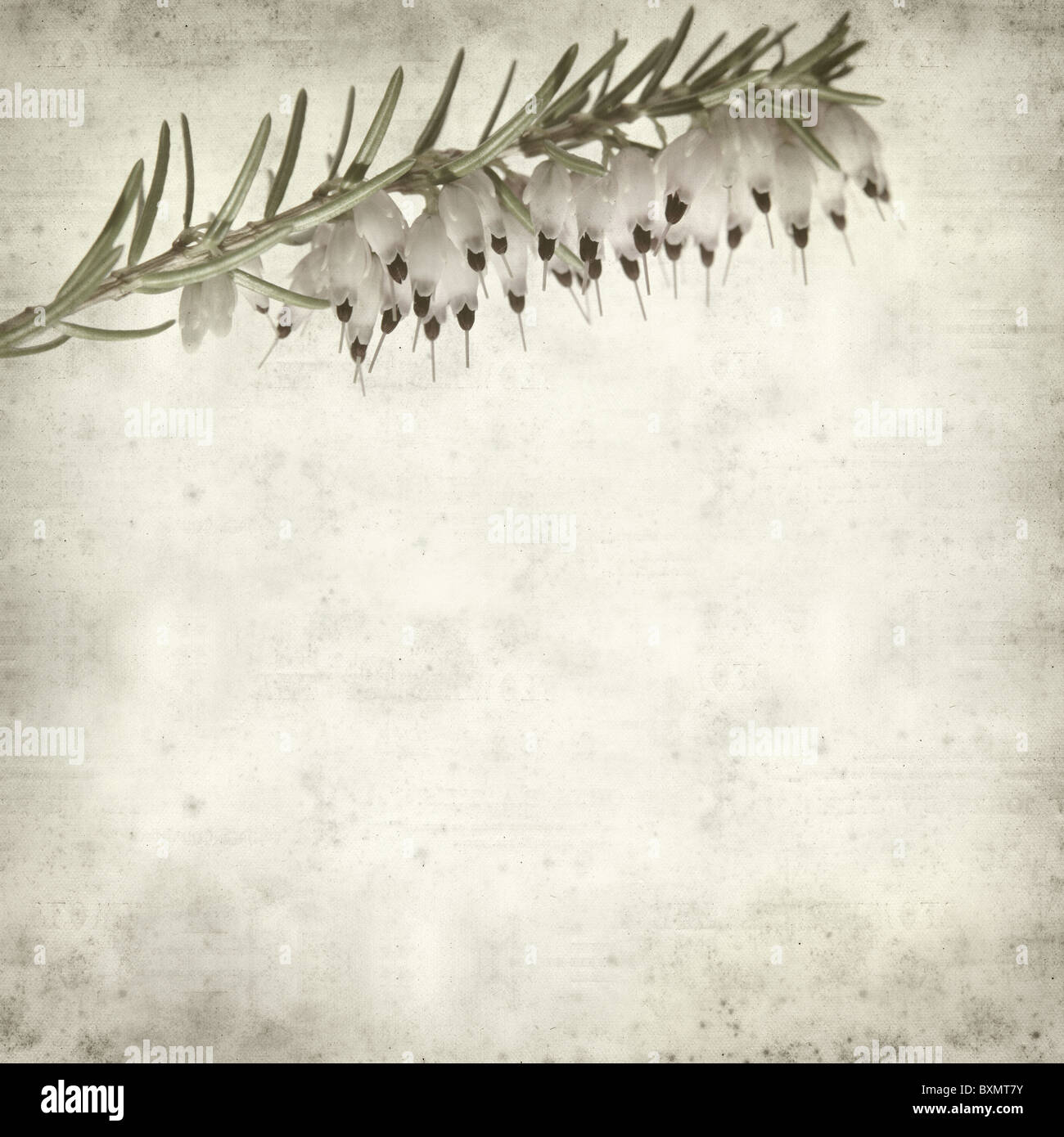 textured old paper background with pink heather (Erika) flowers Stock ...