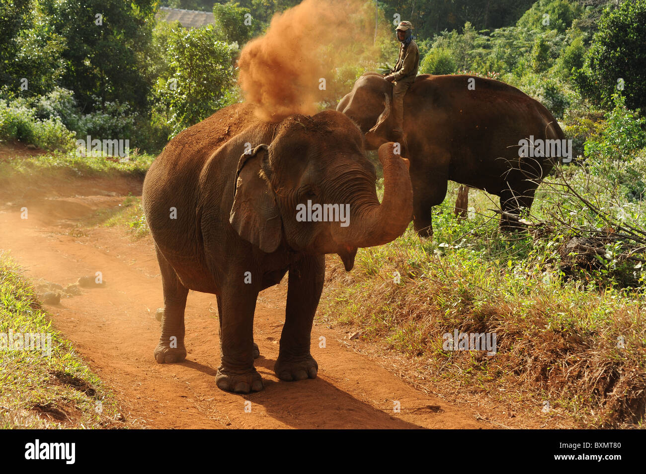Two elephants strolling through a forest path in the Elephant Valley ...