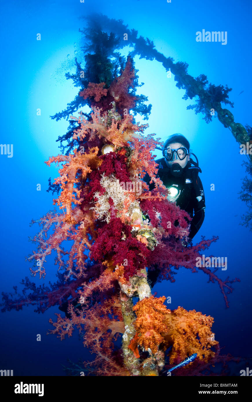 Coral growth on the chain structure Stock Photo - Alamy