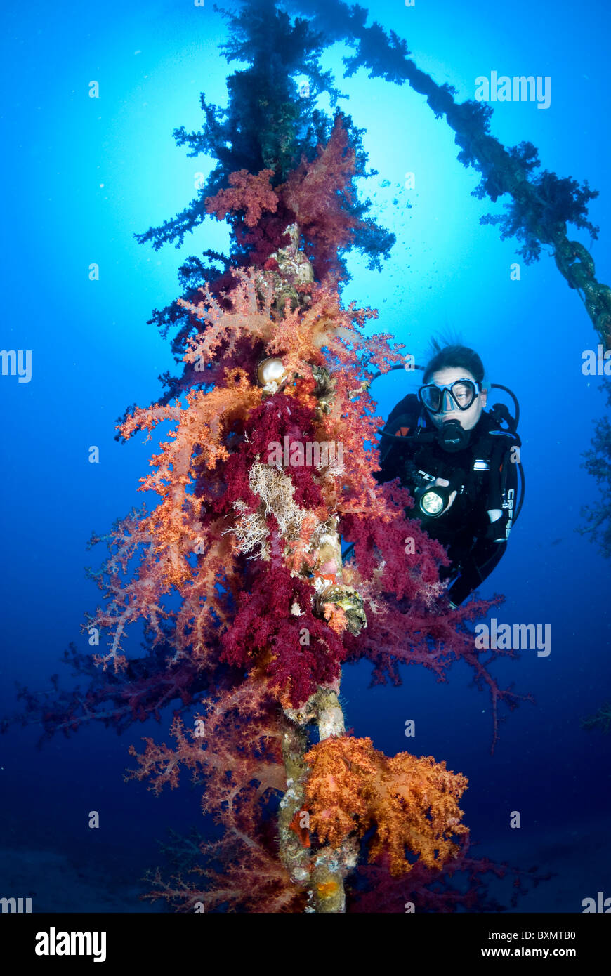 Coral growth on the chain structure Stock Photo - Alamy
