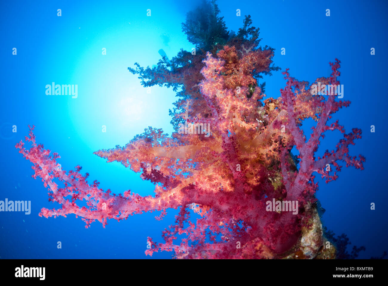Coral growth on the chain structure Stock Photo - Alamy