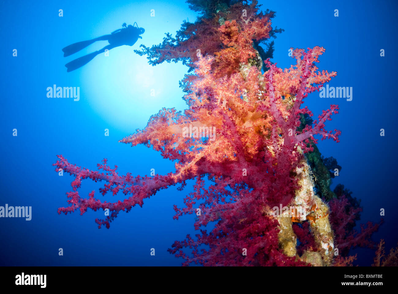 Coral growth on the chain structure Stock Photo - Alamy
