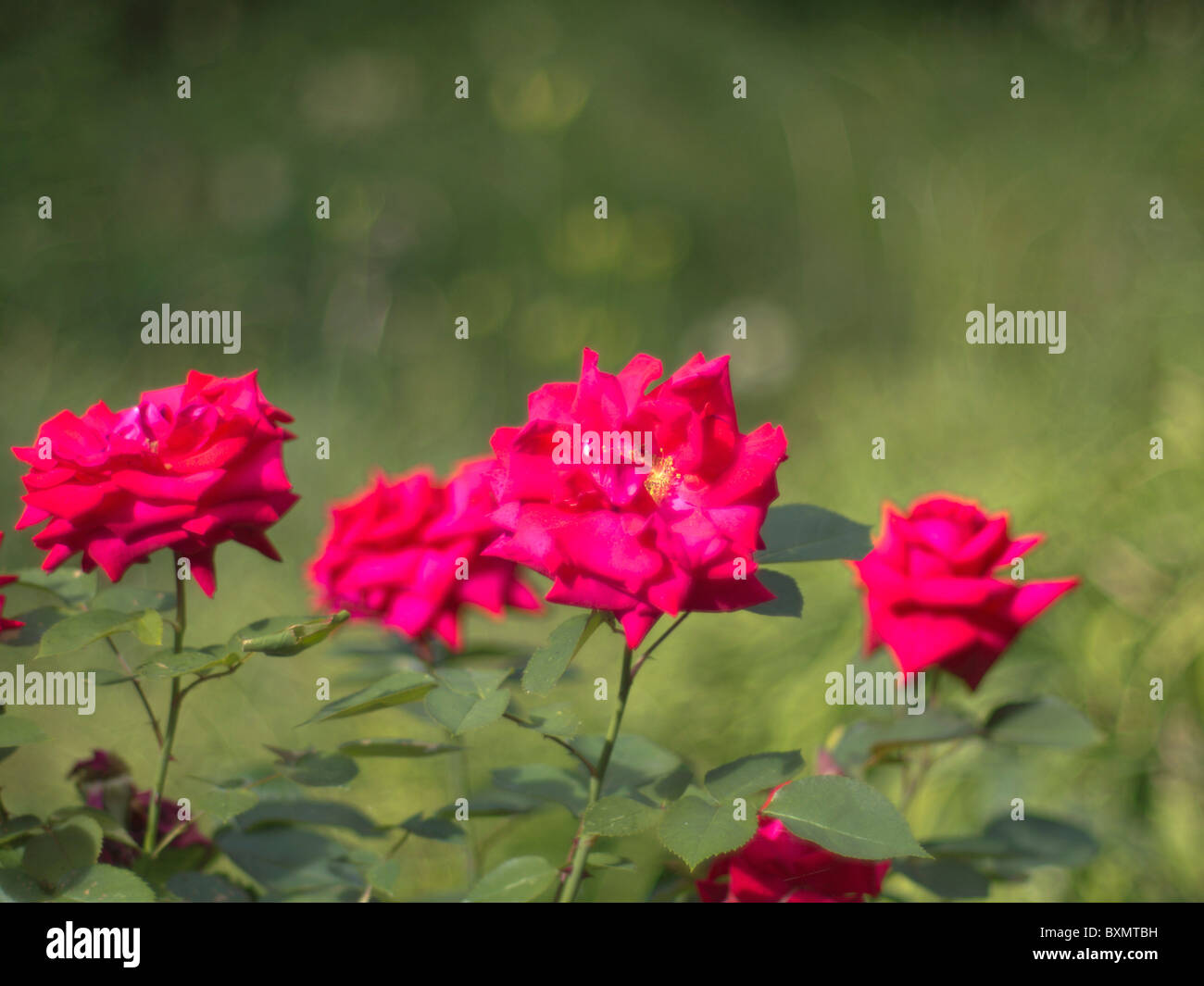 red roses growing wild Stock Photo - Alamy