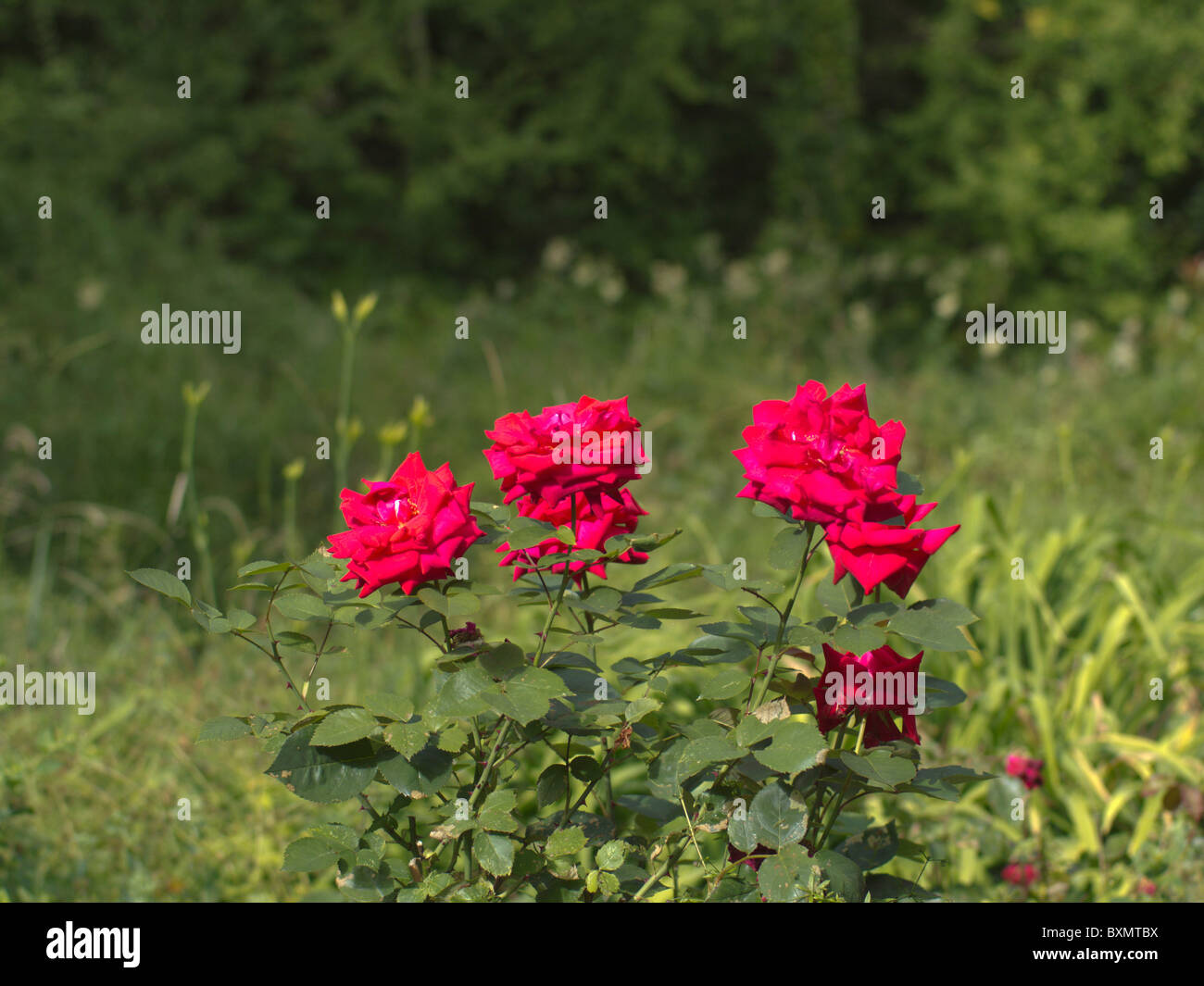red roses growing wild Stock Photo - Alamy