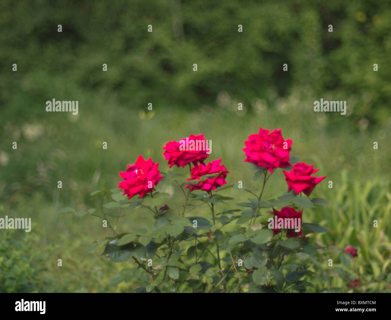 red roses growing wild Stock Photo - Alamy