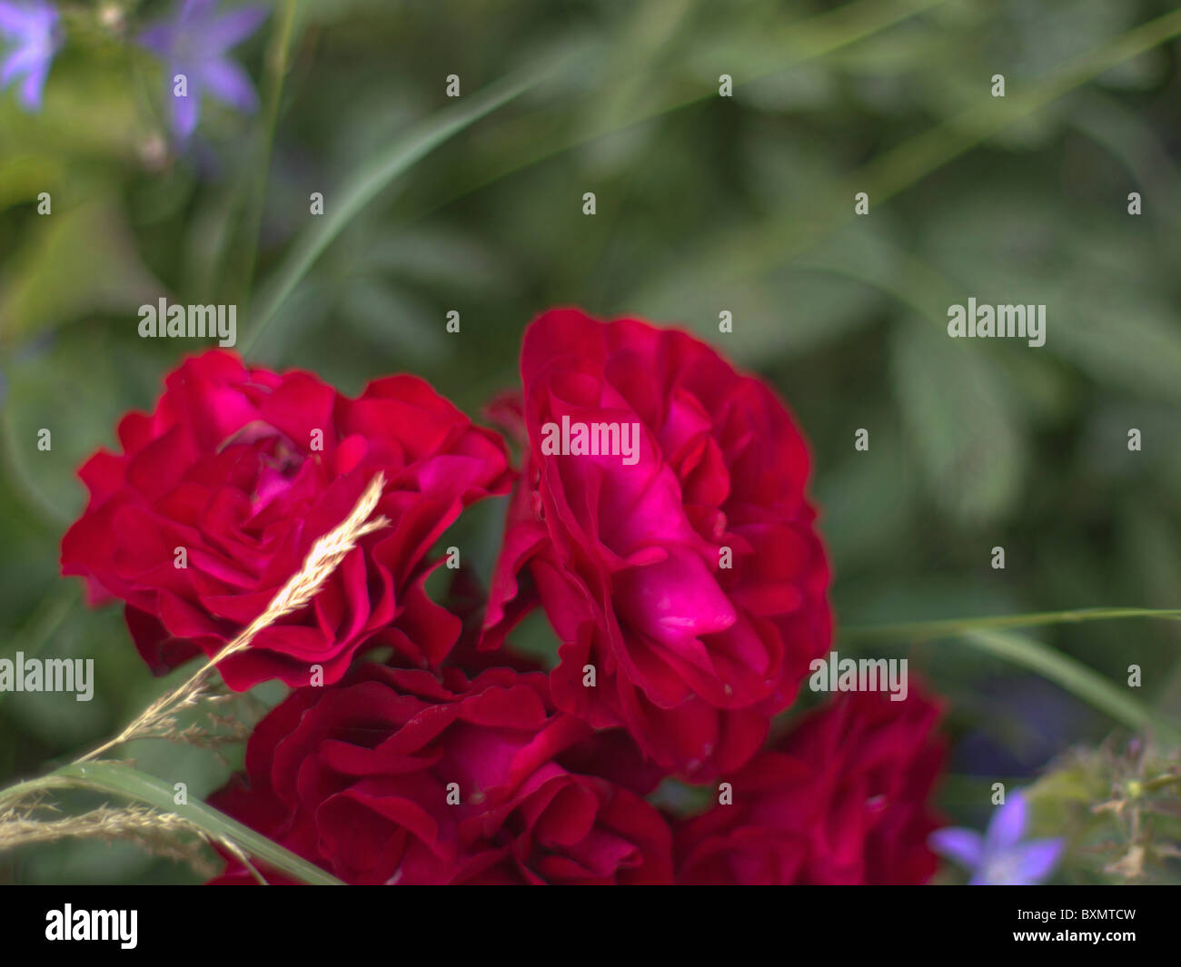 red roses growing wild Stock Photo - Alamy