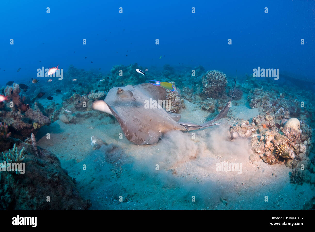 Stingray red sea egypt hi-res stock photography and images - Alamy