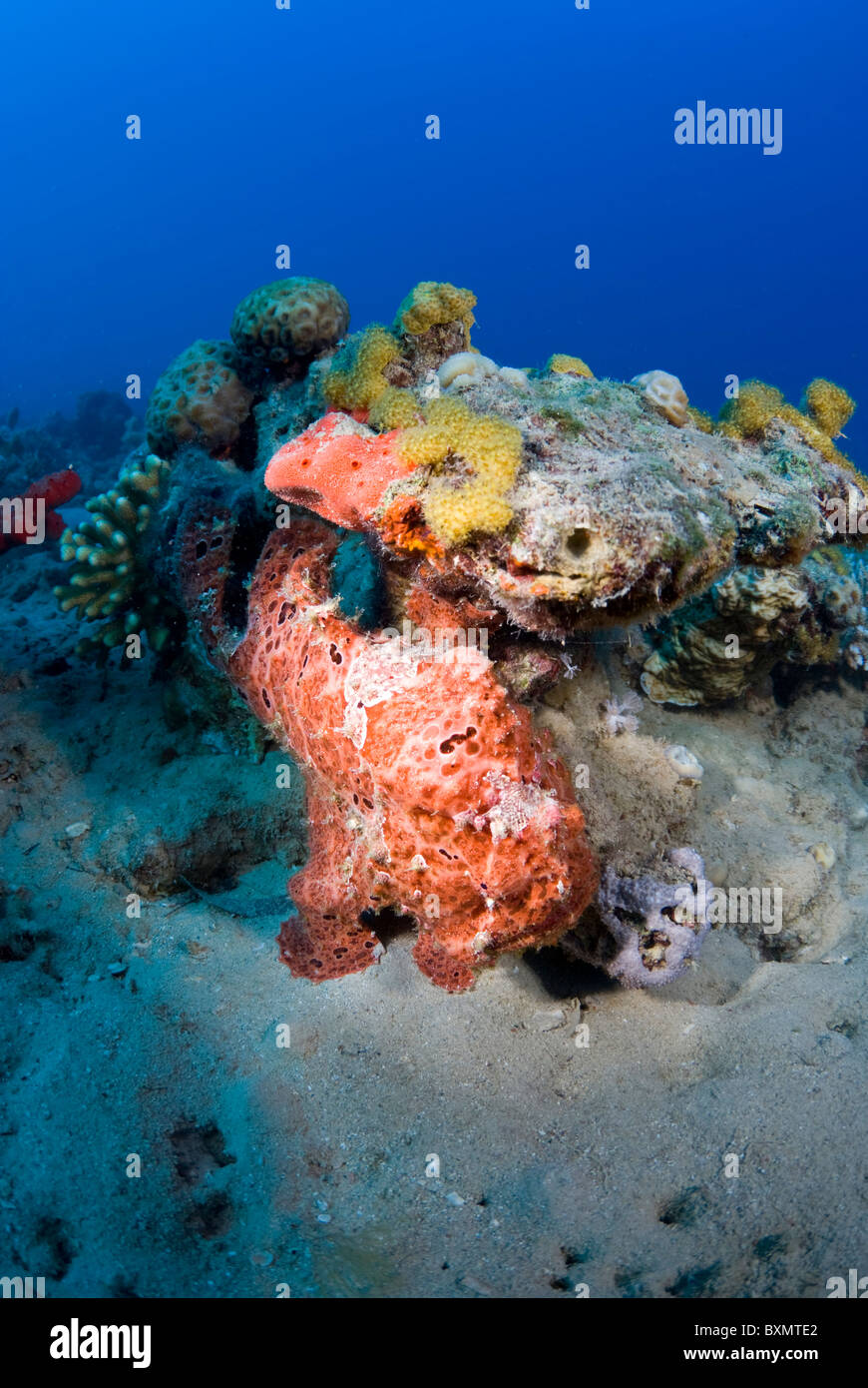 Red Sea Indian Ocean