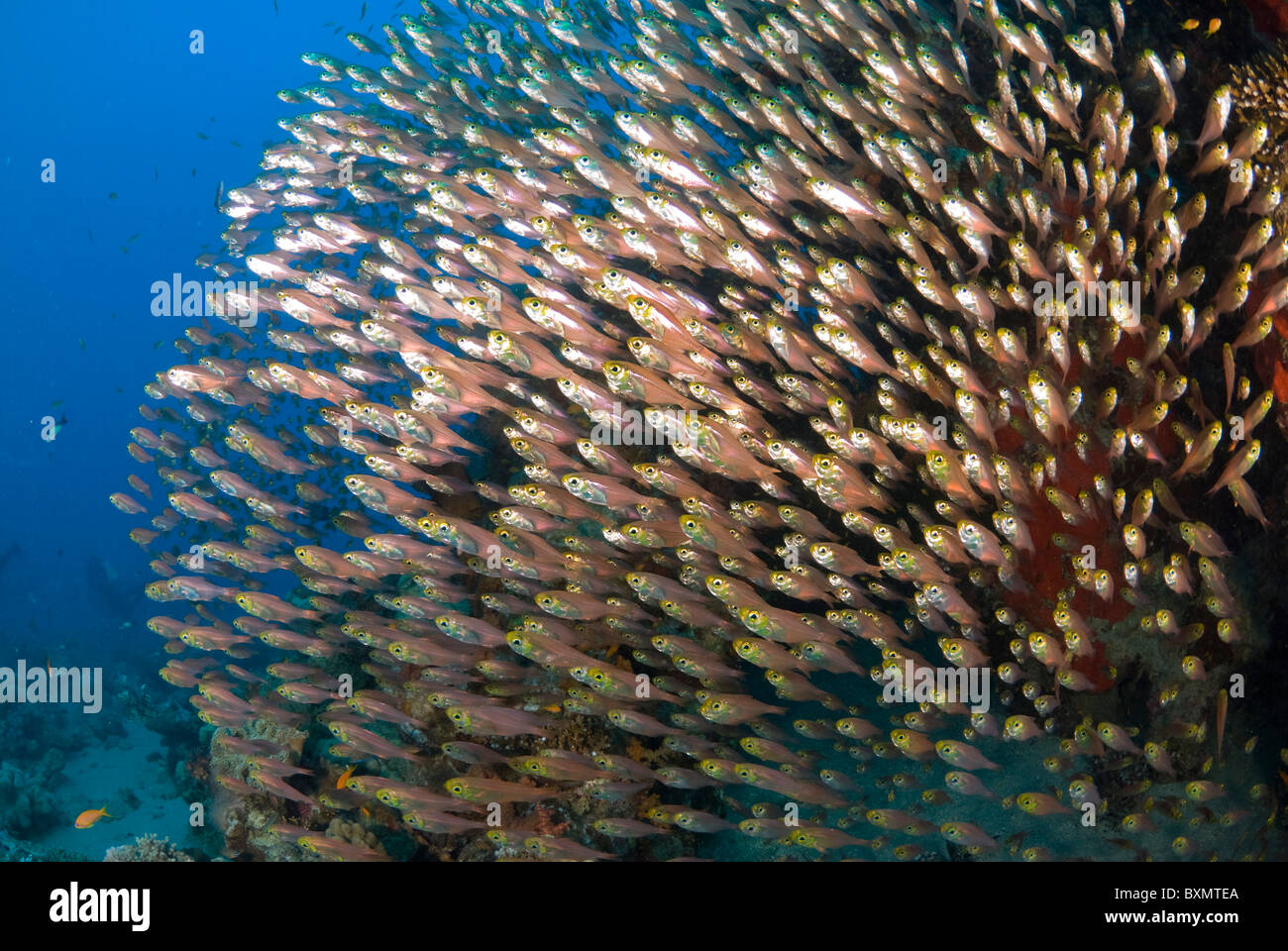 Red Sea lionfish hunting glass fish, Nuweiba, Sinai, Egypt, Red Sea ...