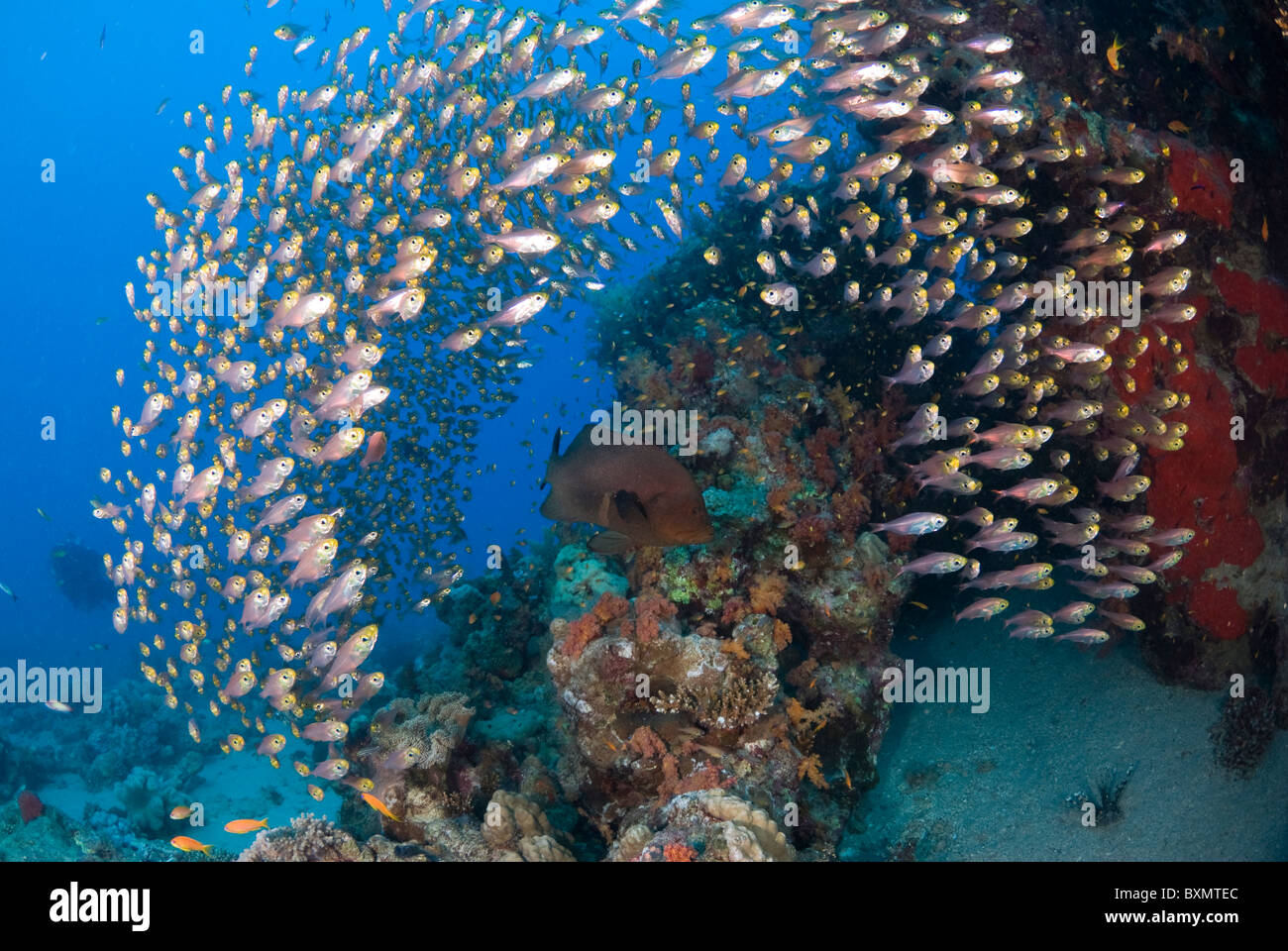 Red Sea lionfish hunting glass fish, Nuweiba, Sinai, Egypt, Red Sea ...