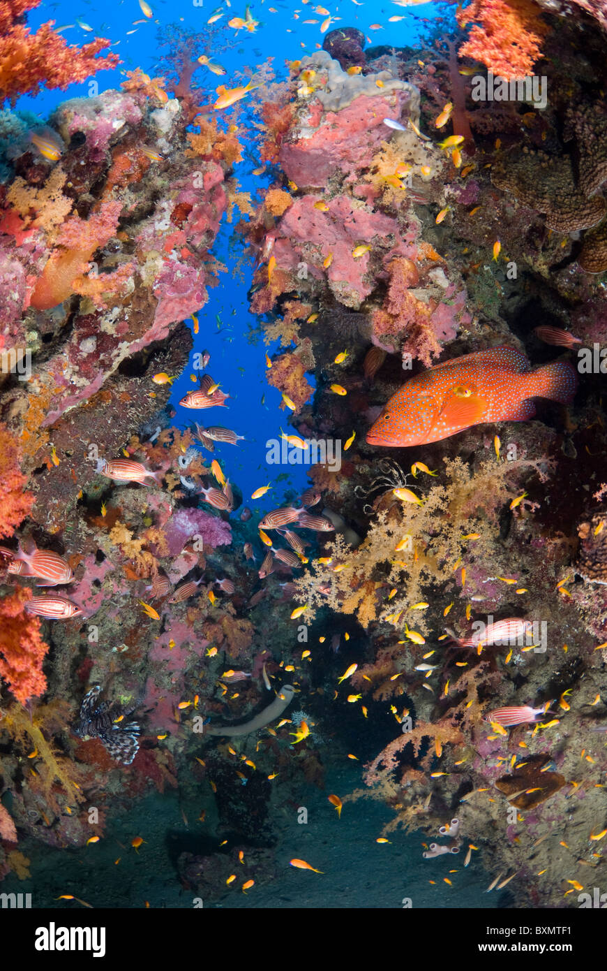 Coral reef scene, Nuweiba, Sinai, Egypt, Red Sea, Indian Ocean Stock ...