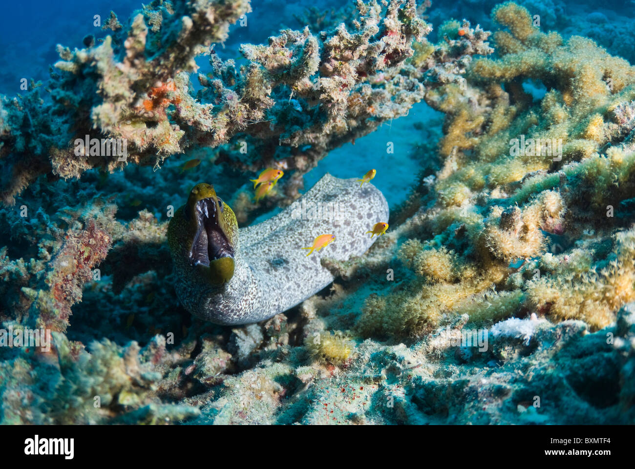 Morey eel, Nuweiba, Sinai, Egypt, Red Sea, Indian Ocean Stock Photo - Alamy
