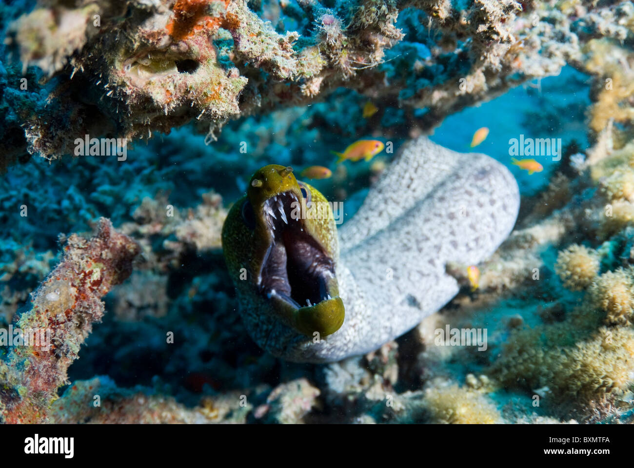 Morey eel, Nuweiba, Sinai, Egypt, Red Sea, Indian Ocean Stock Photo - Alamy