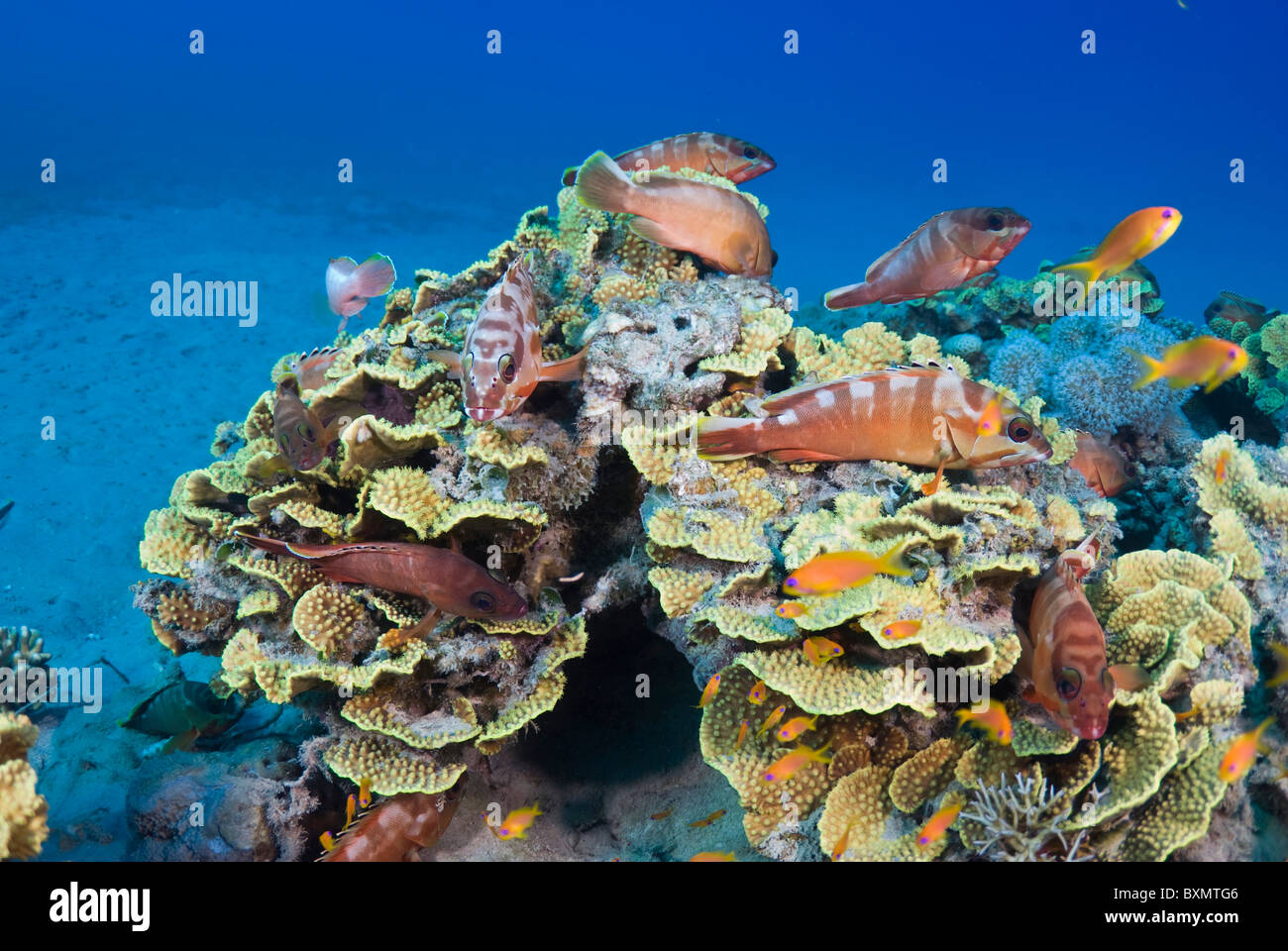 Cabbage coral and blacktip groupers, Nuweiba, Sinai, Egypt, Red Sea ...