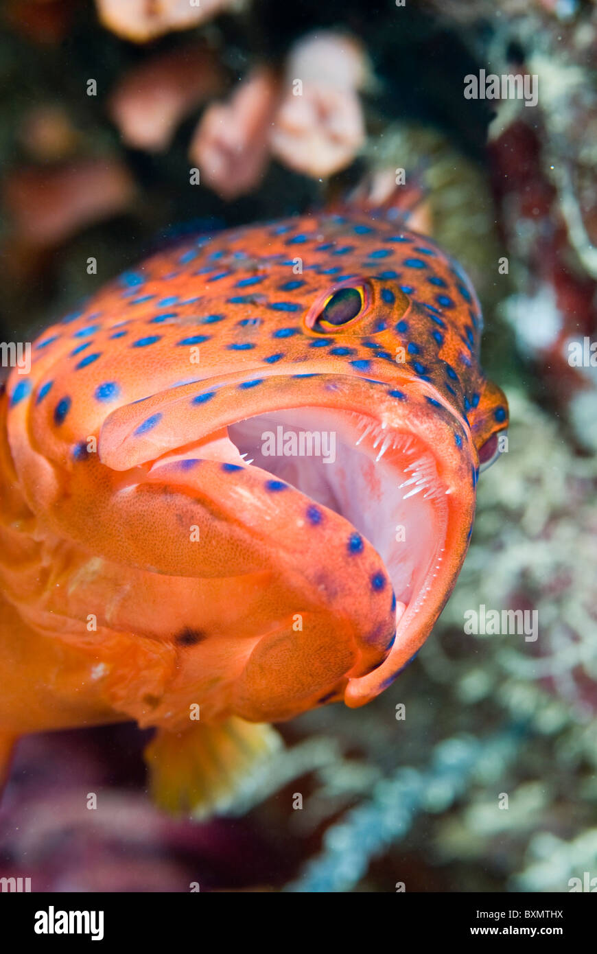 Grouper mouth hi-res stock photography and images - Alamy