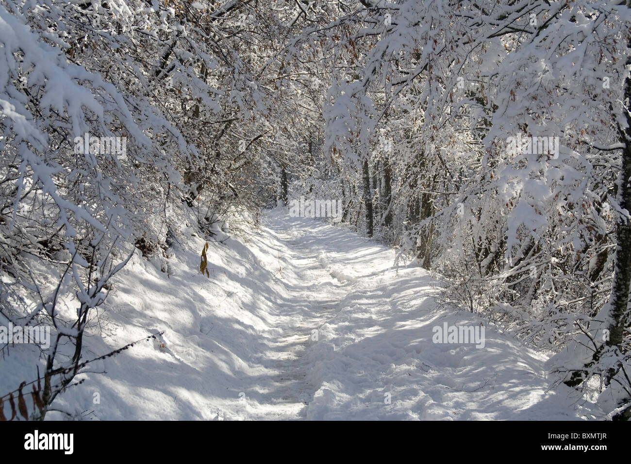 This image shows trees in the snow in Germia Park, a public area ...