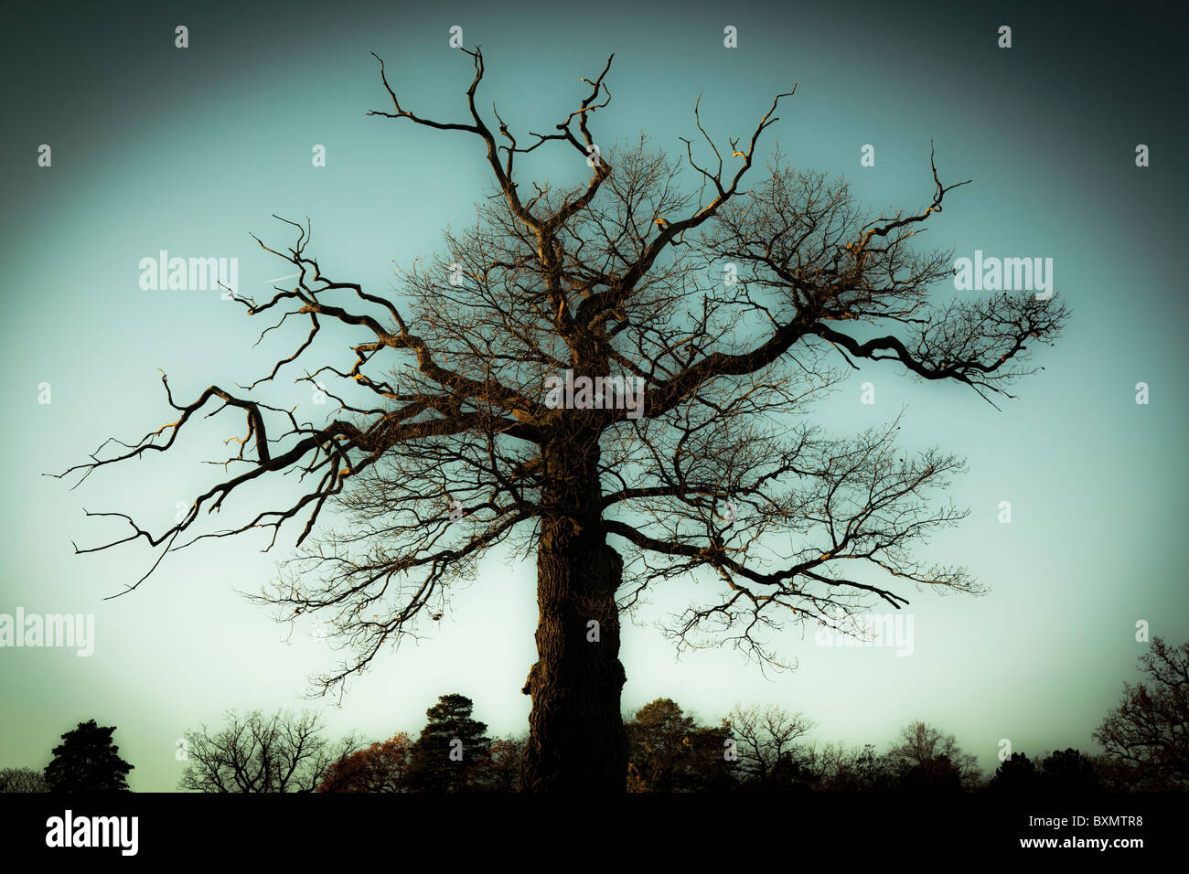 Trad night hi-res stock photography and images - Alamy