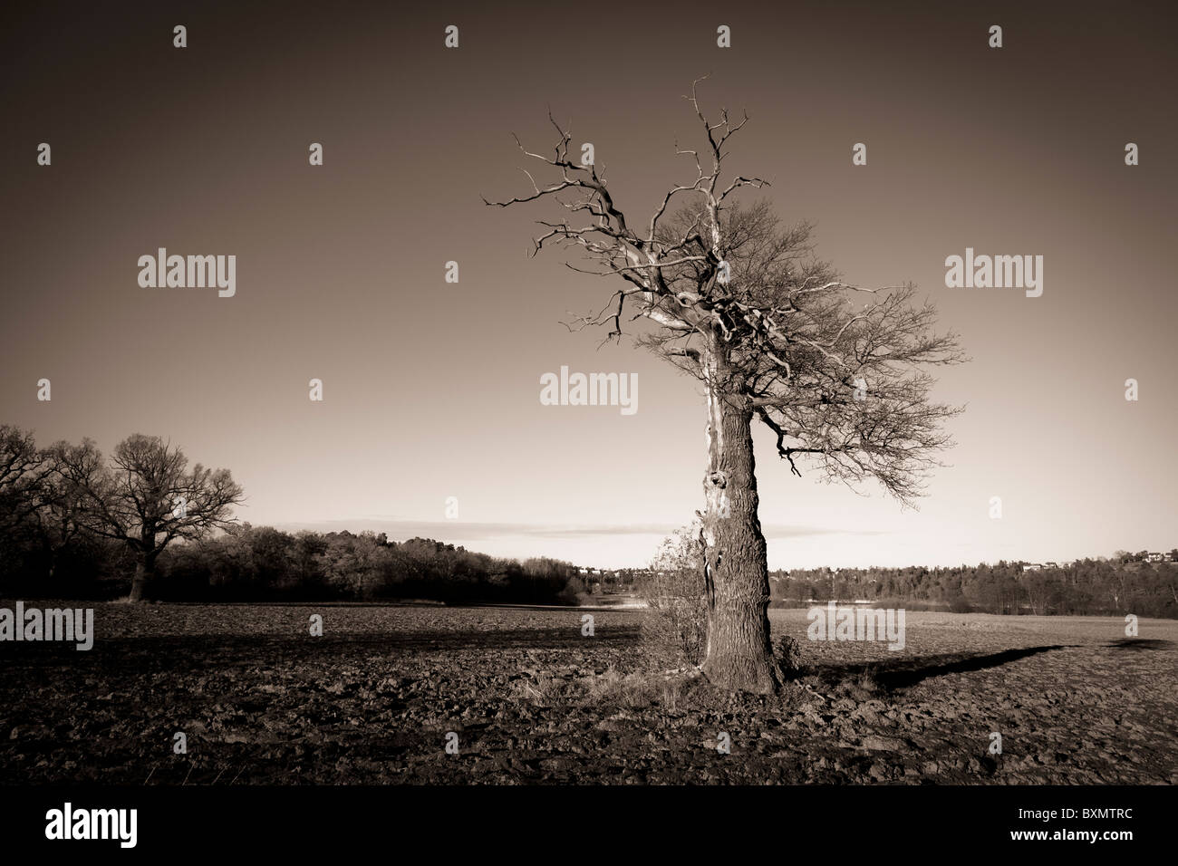 Old tree with no leaves Stock Photo - Alamy