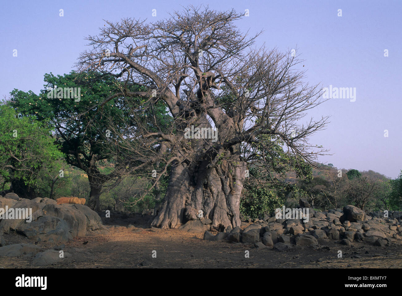 Sacred Baobab Tree ( Monkey Bread ) BEDIK " Village of Iwol " Bassari ...