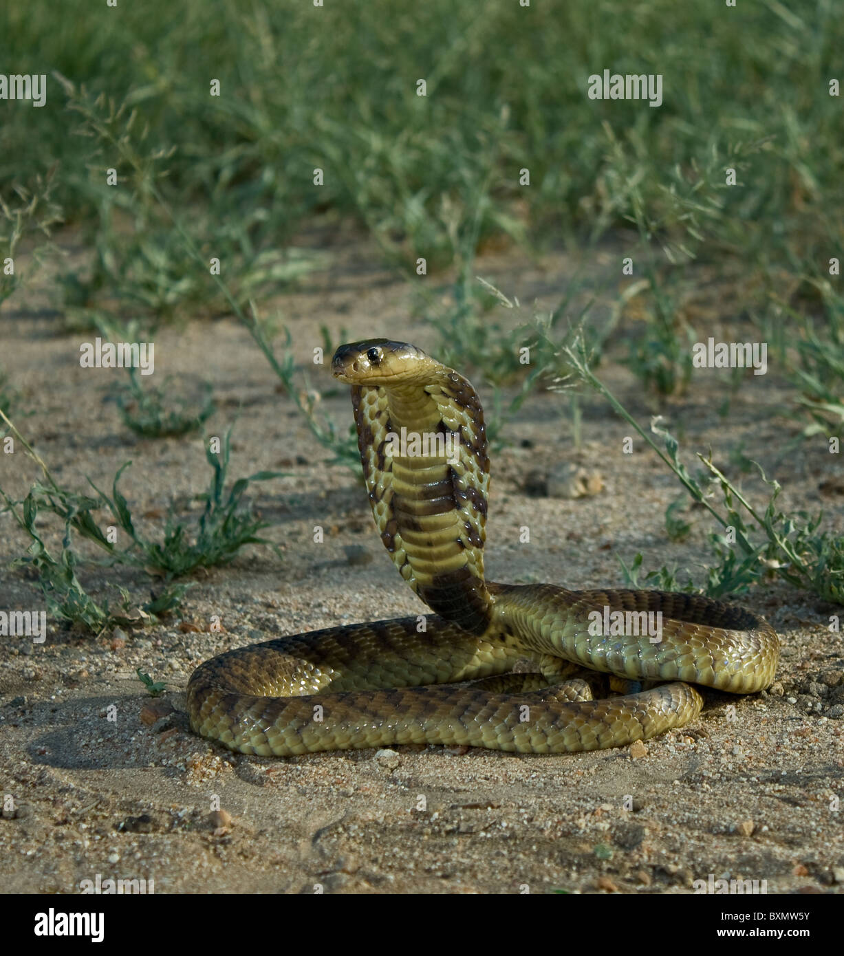 Snouted Cobra (Naja annulifera Stock Photo - Alamy