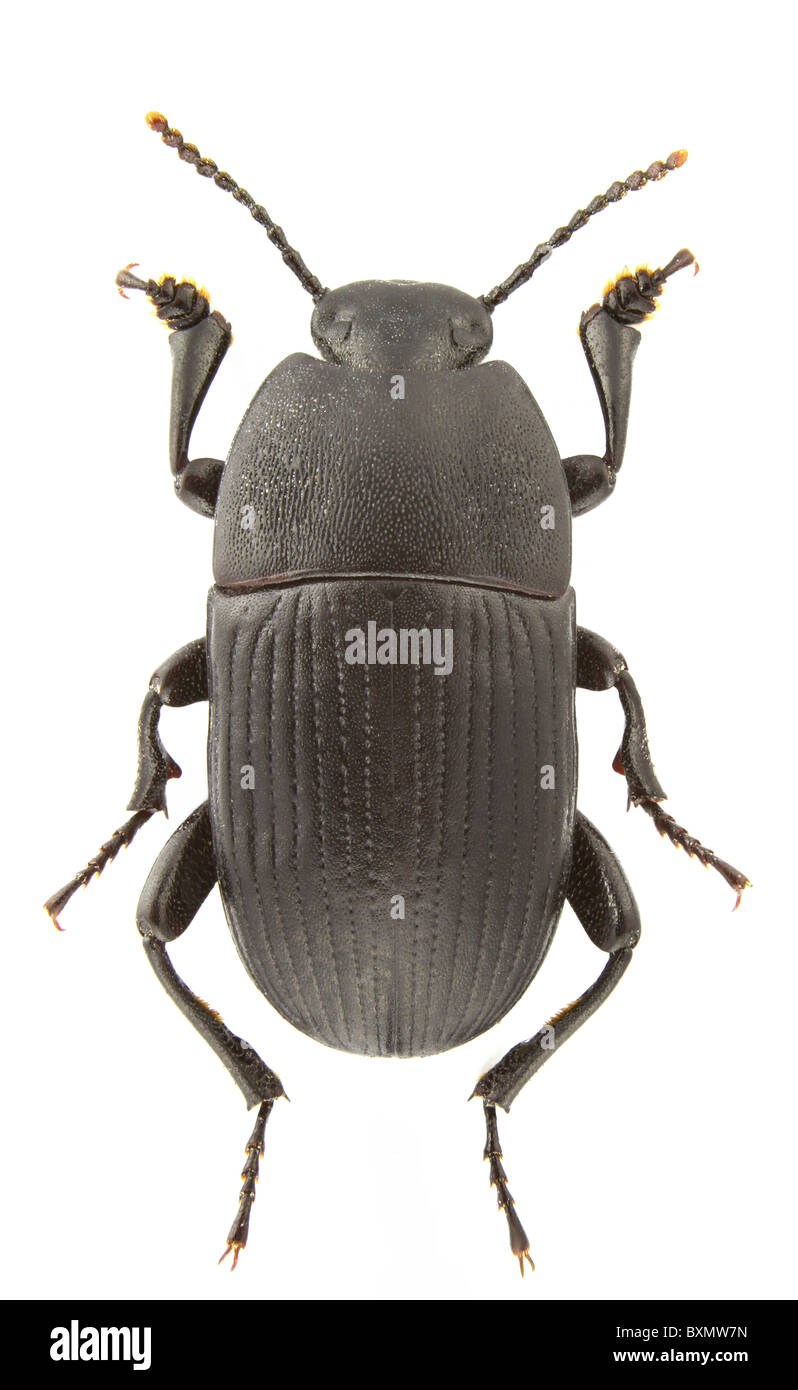 isolated on a white background Stock Photo - Alamy