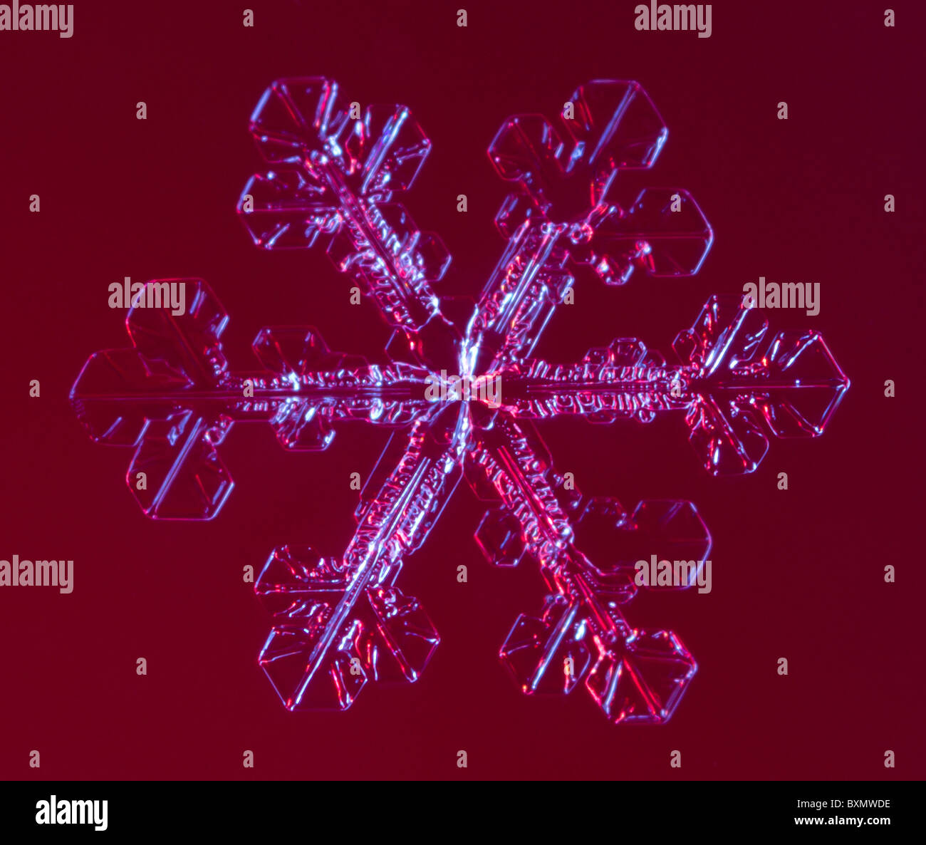 Real snowflakes macro hi-res stock photography and images - Alamy