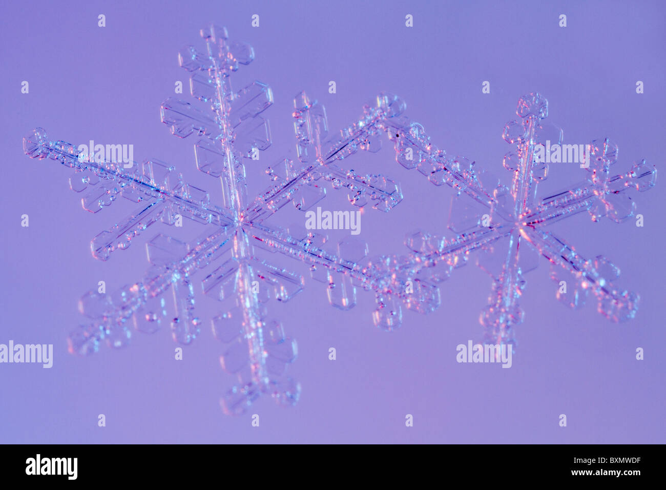 Real snowflakes macro hi-res stock photography and images - Alamy