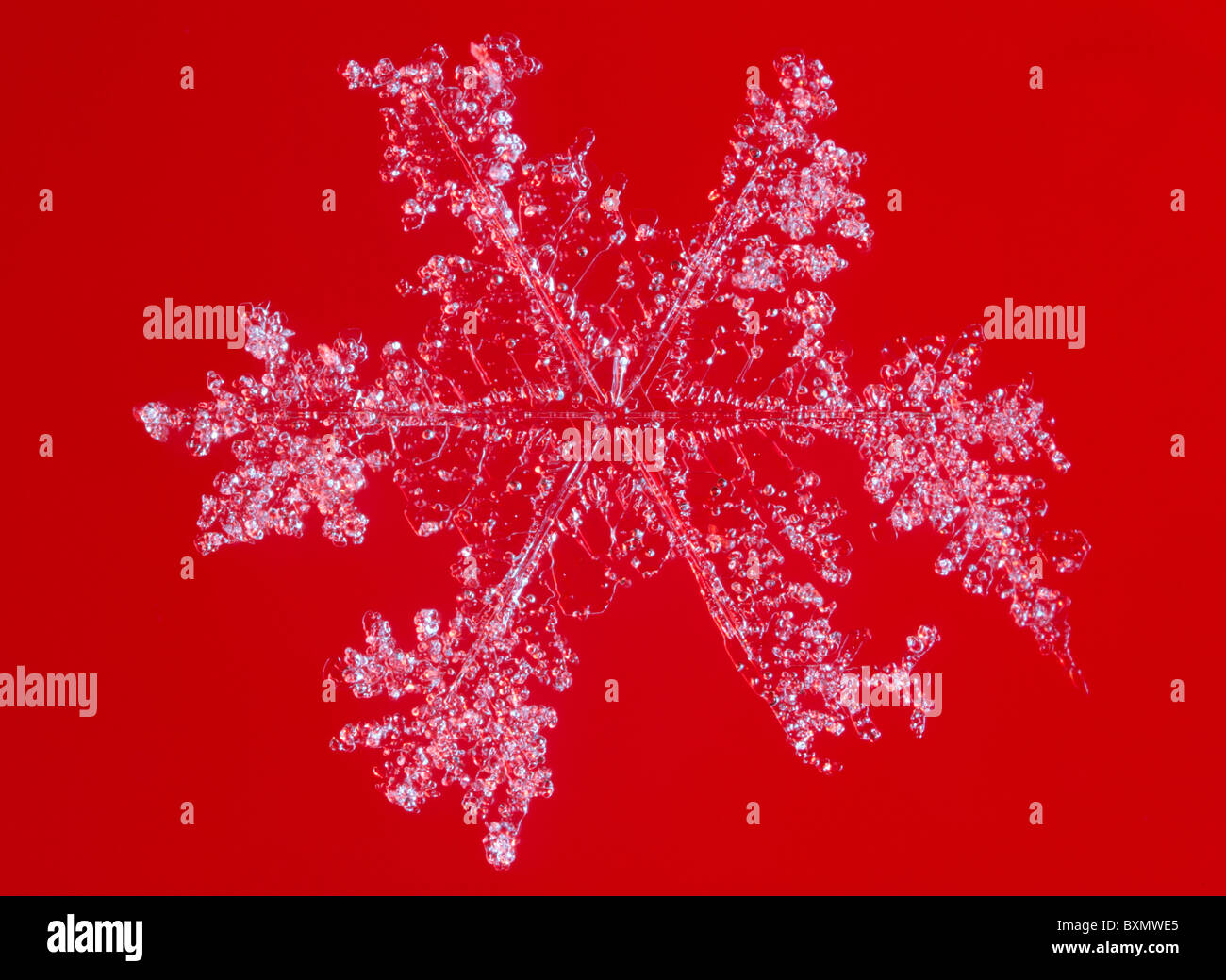 Extreme close-up photo of a real snowflake, shot with coloured flashes ...