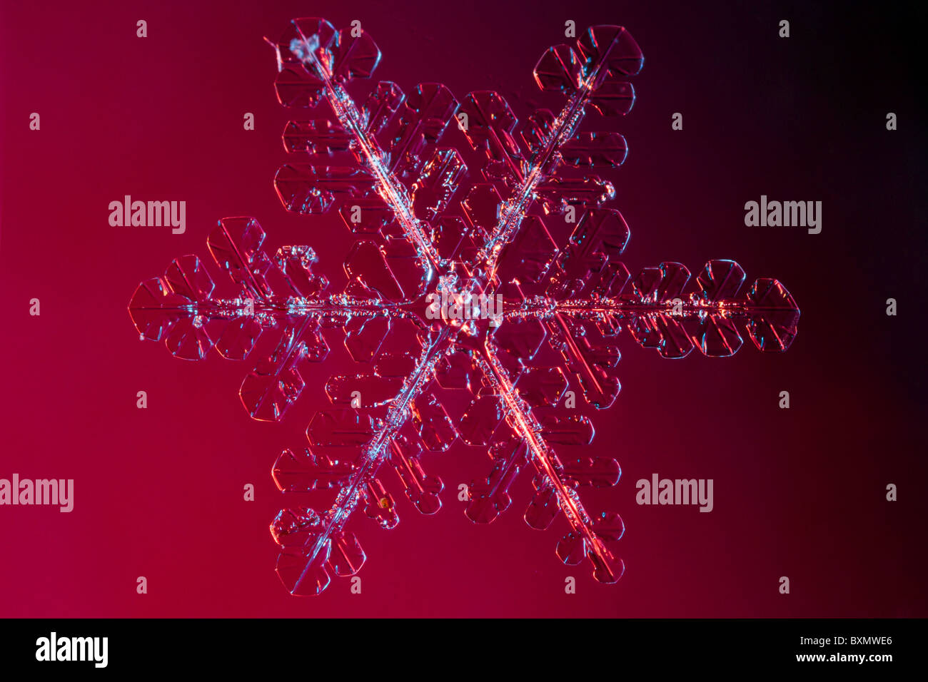 Real Snowflake Close Up Stock Photos & Real Snowflake Close Up Stock ...