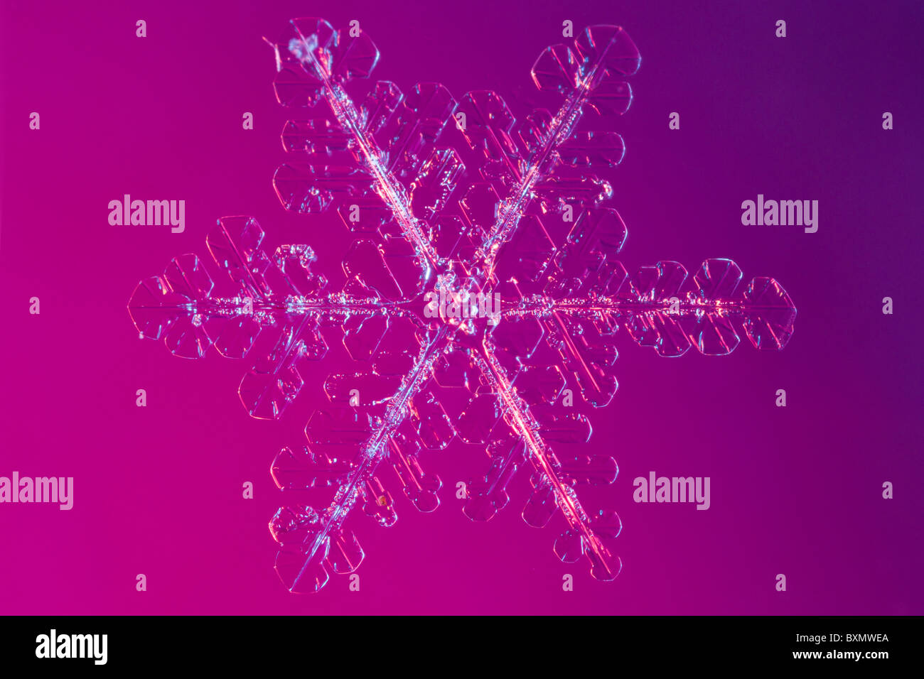 Extreme close-up photo of a real snowflake, shot with coloured flashes ...