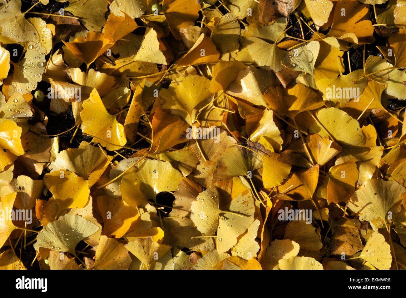 Ginkgo biloba leaves with autumn colors Stock Photo - Alamy