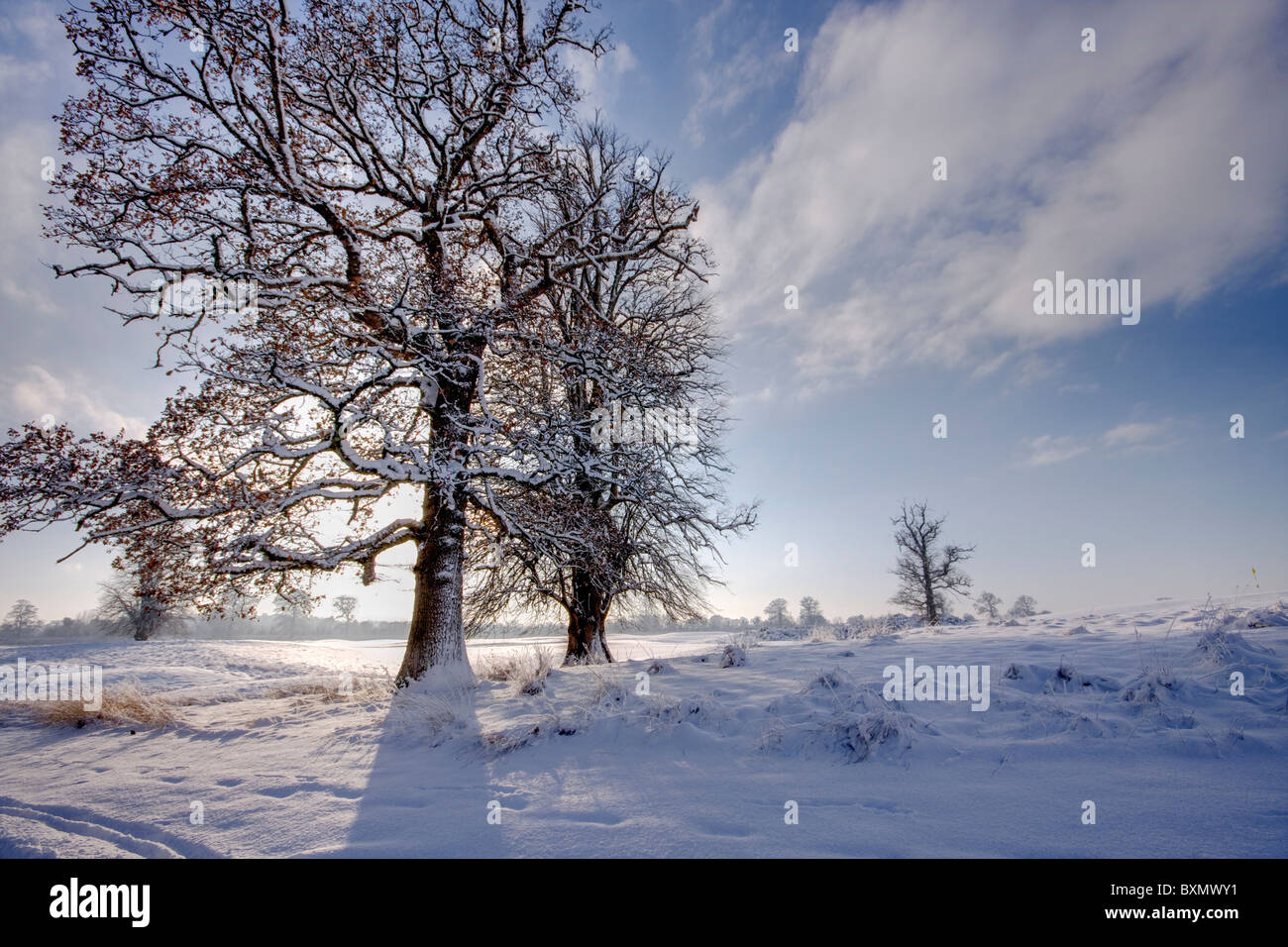 Trees with much shadow hi-res stock photography and images - Alamy