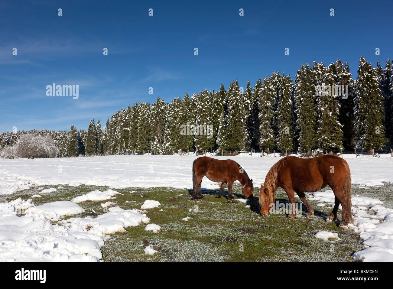 Natural park of gorbeia hi-res stock photography and images - Alamy