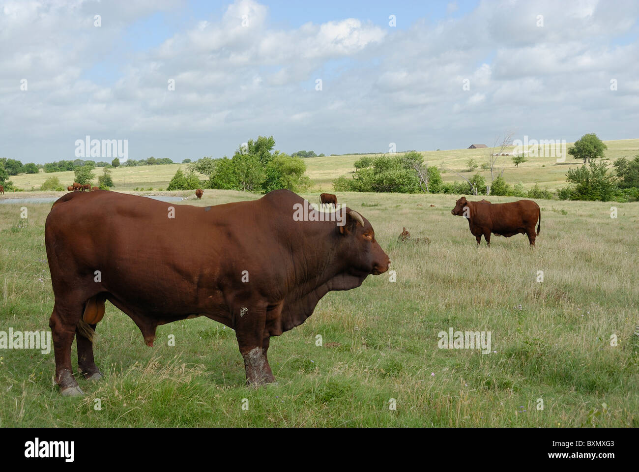 A red angus bull and several cattle grazing in an open field with birds ...