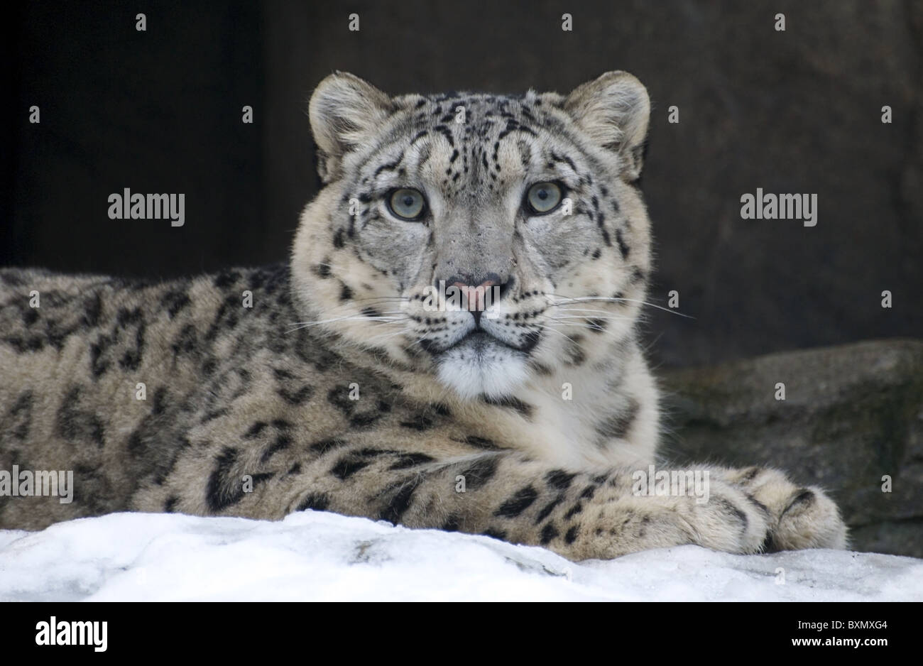 Male snow leopard looking towards camera Stock Photo - Alamy