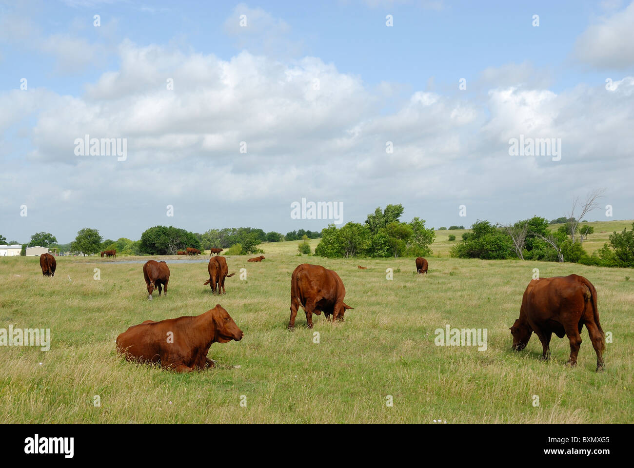 A herd of red angus cattle grazing in an open field with birds Stock ...