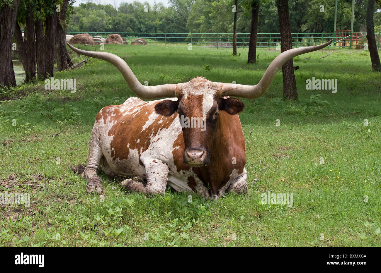 Texas longhorn in field in hi-res stock photography and images - Alamy