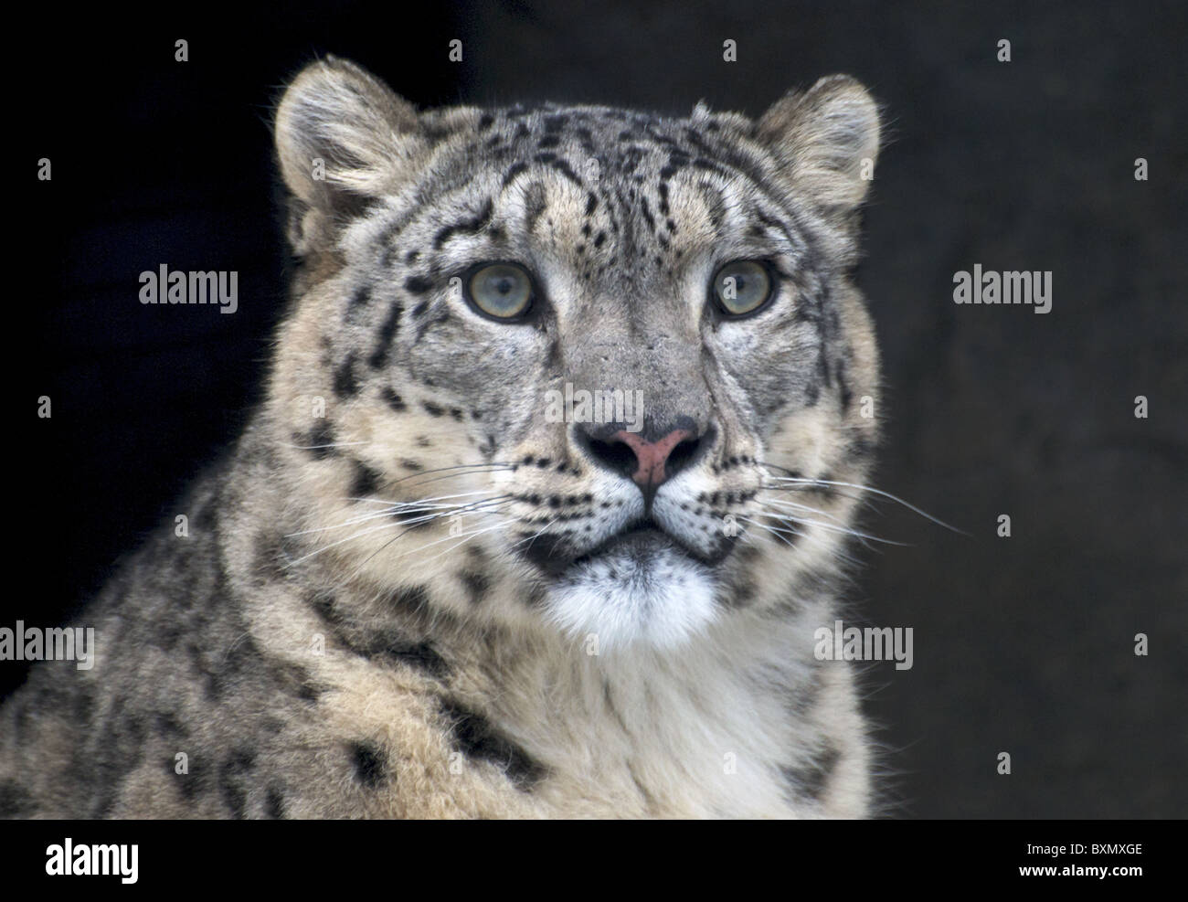 Male snow leopard looking towards camera Stock Photo - Alamy