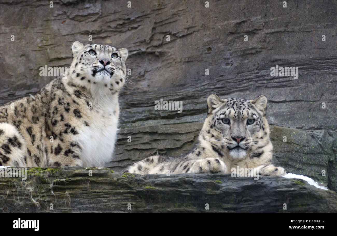 Female (left) and male snow leopards Stock Photo - Alamy