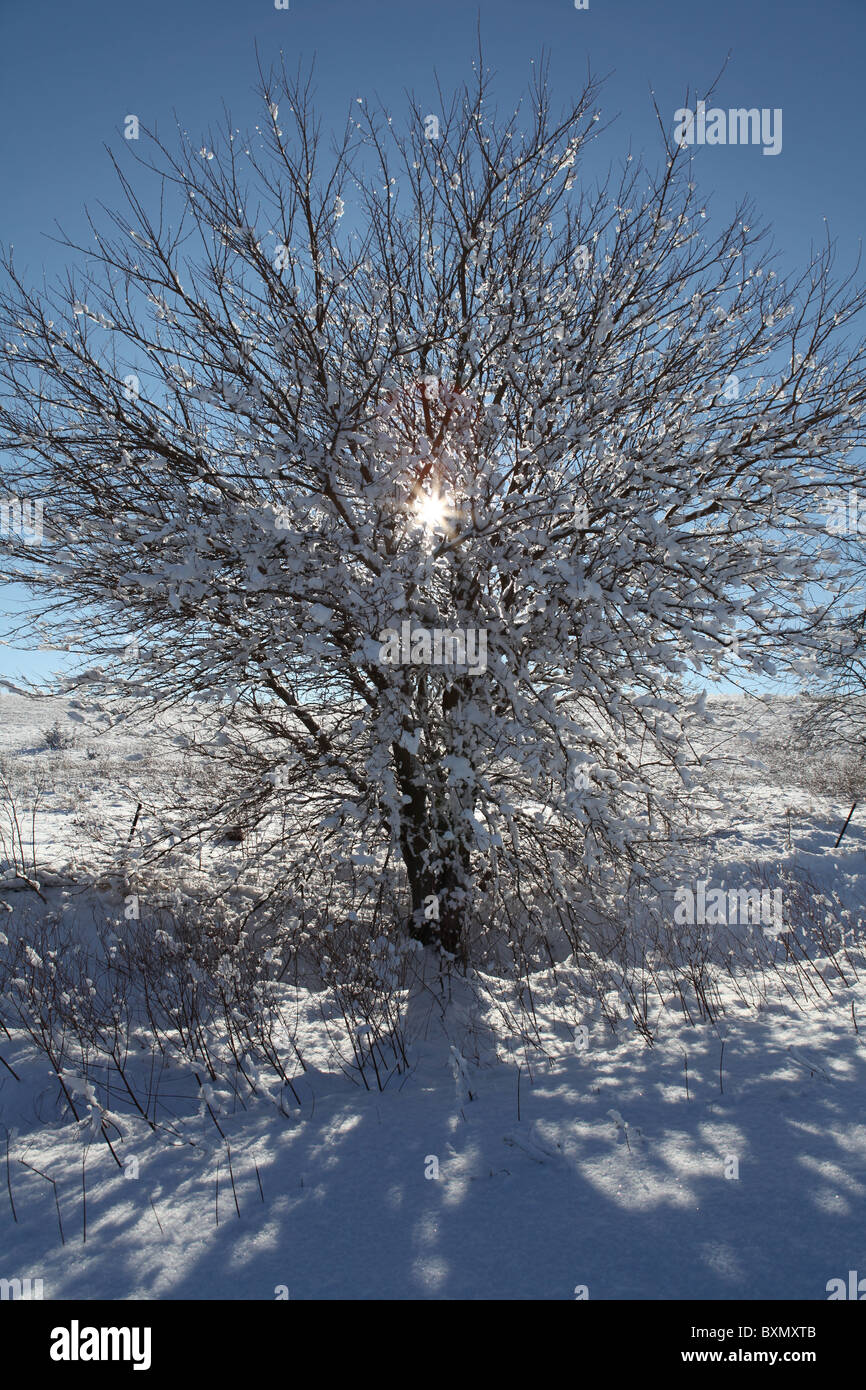Snow covered tree surrounded by snowy field with sun shining through ...