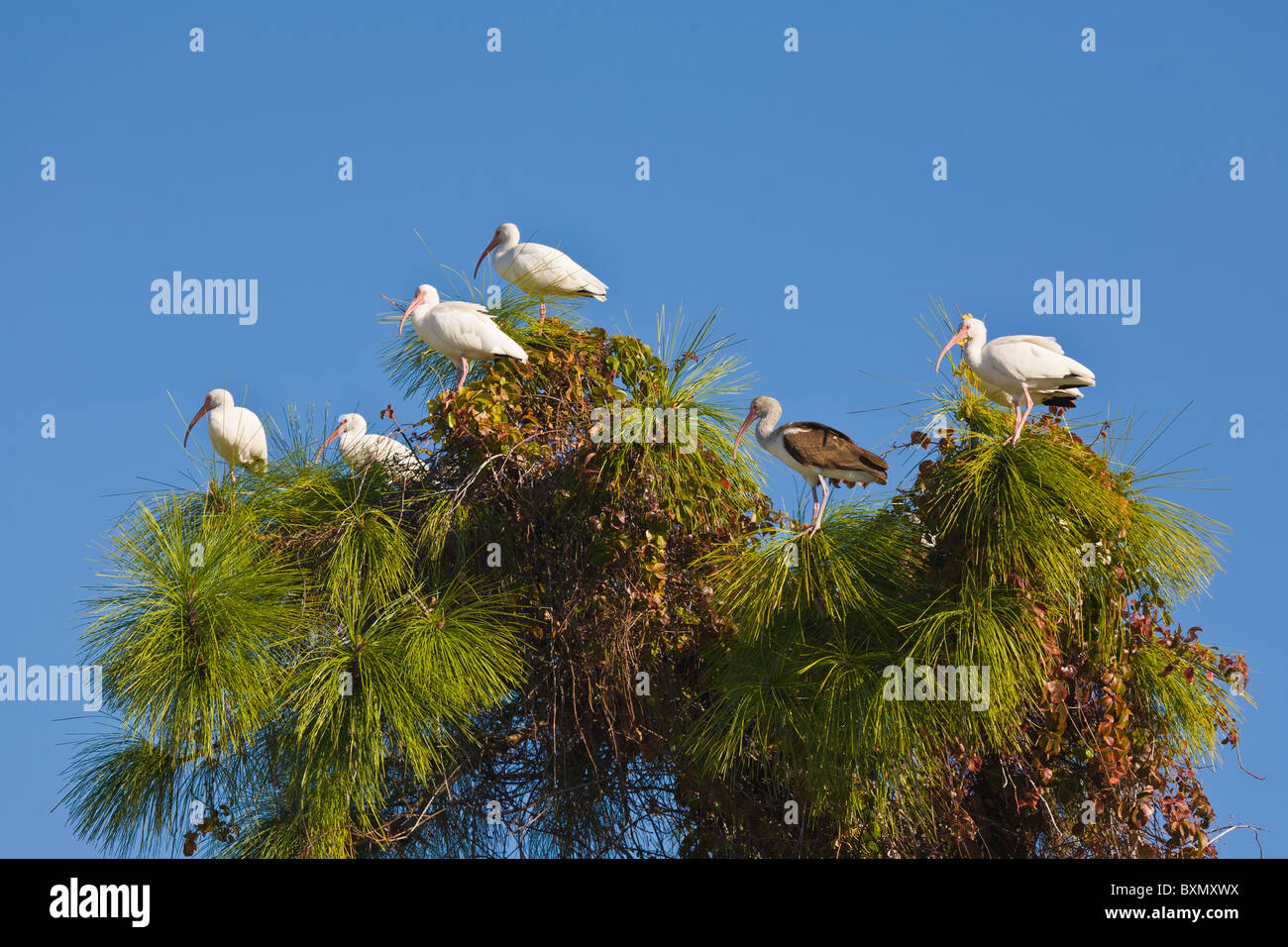 Ibis on tree hi-res stock photography and images - Alamy