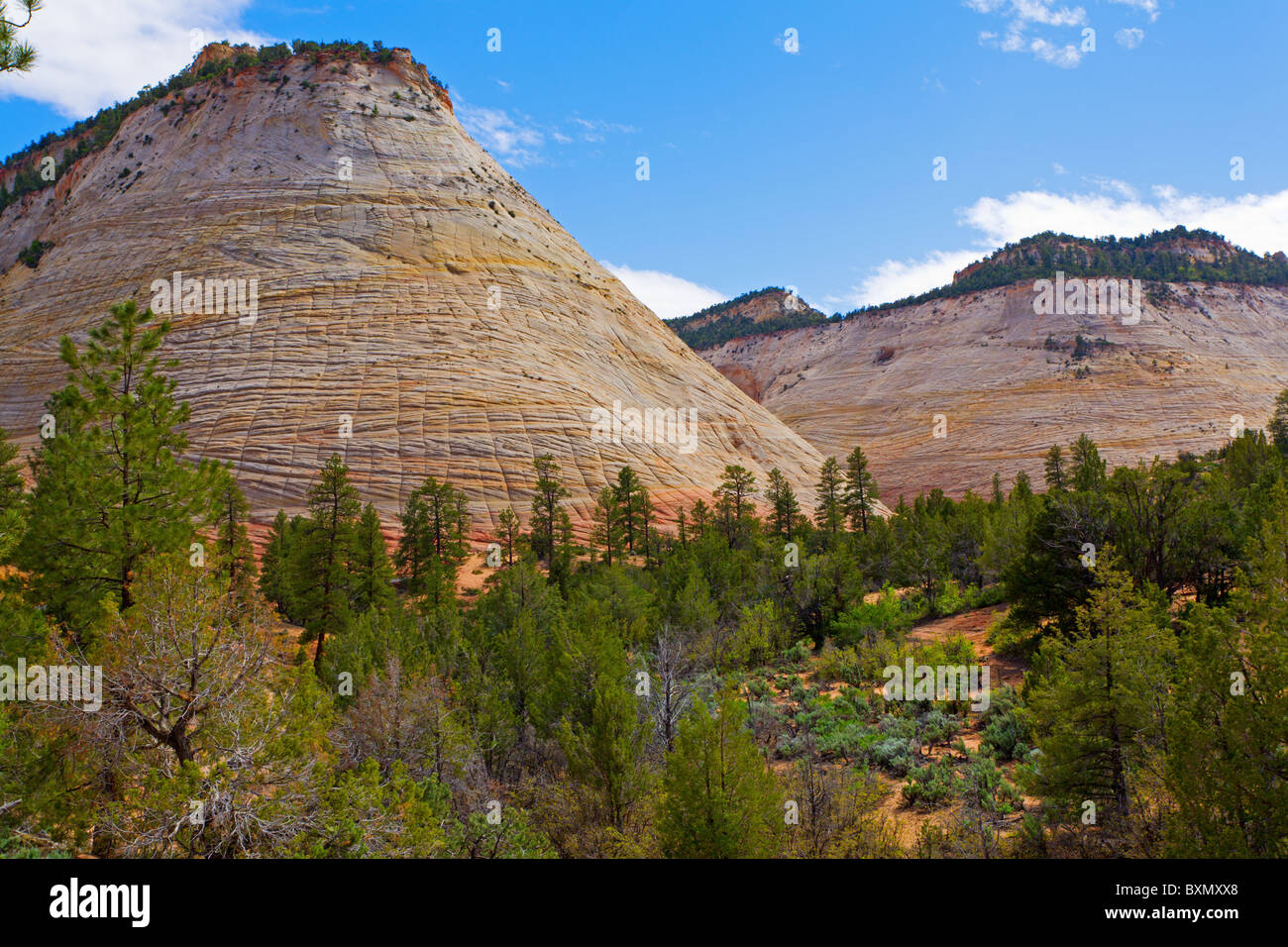 Checkerboard Mesa in Zion national park Stock Photo - Alamy