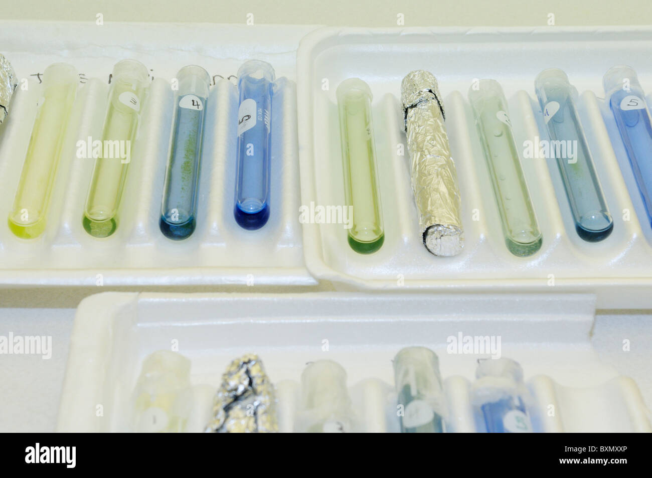 Photosynthesis hi-res stock photography and images - Alamy