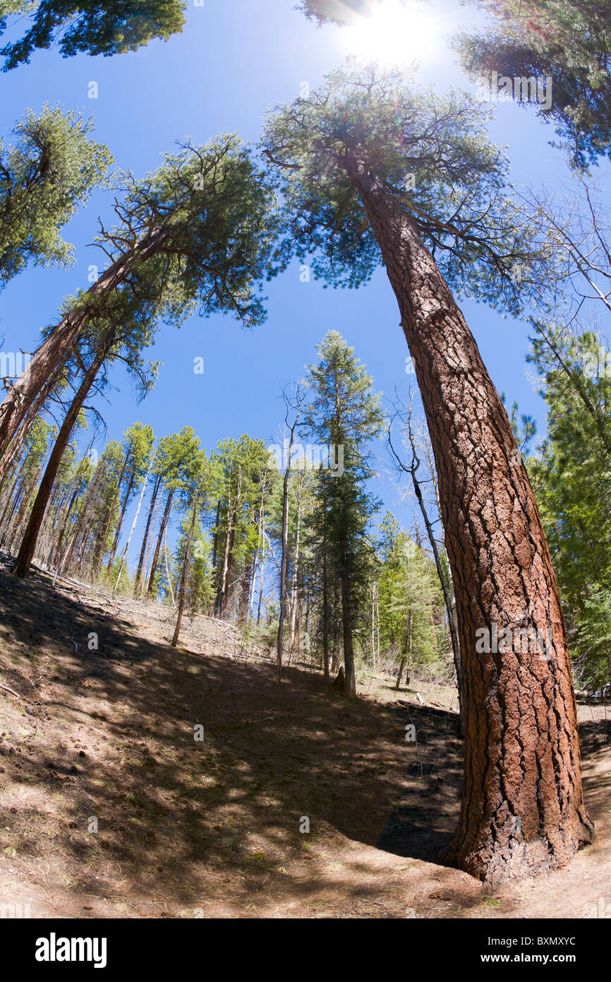 Ponderosa pine trees hi-res stock photography and images - Alamy