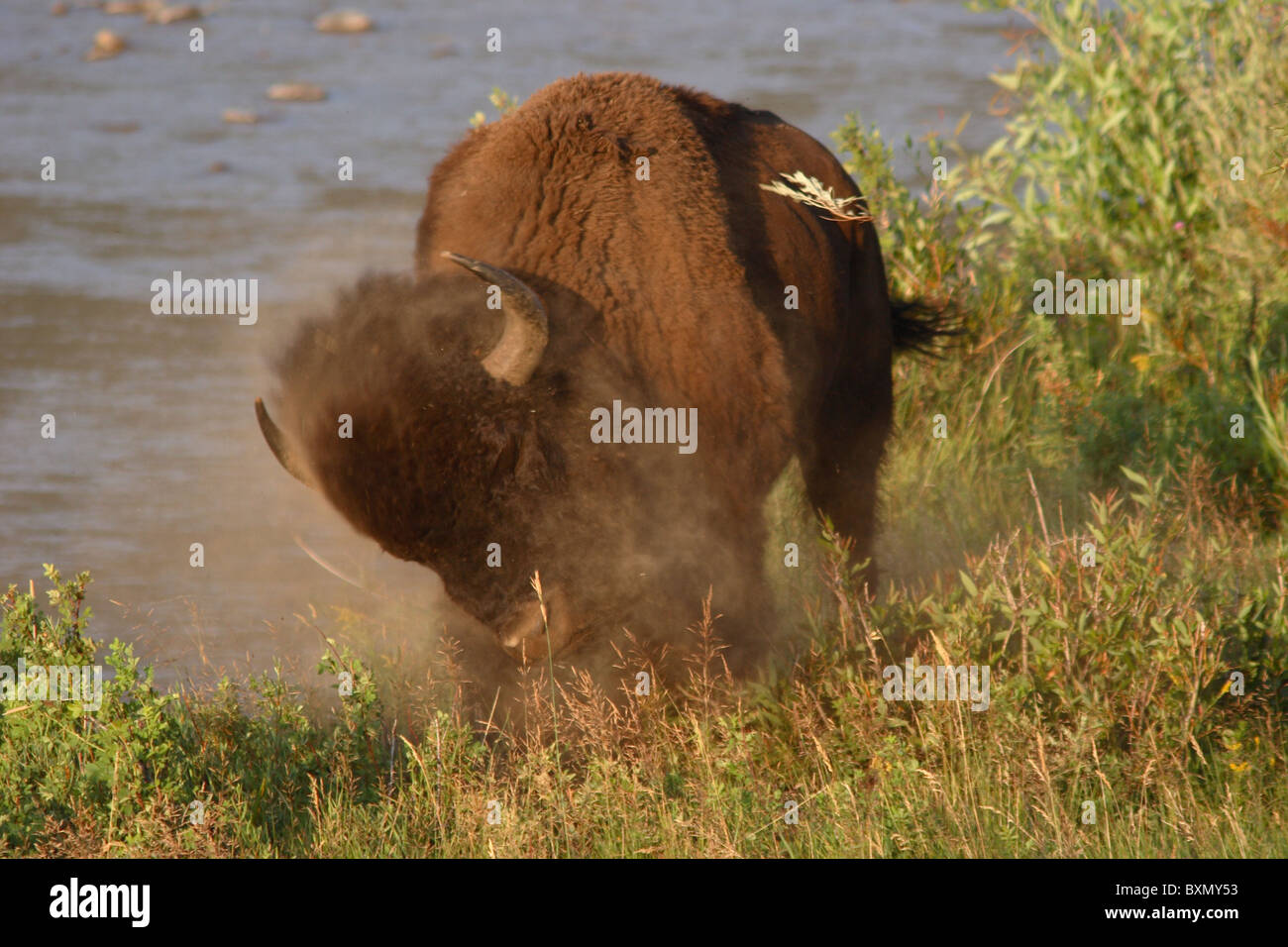 Bull Dust High Resolution Stock Photography and Images - Alamy