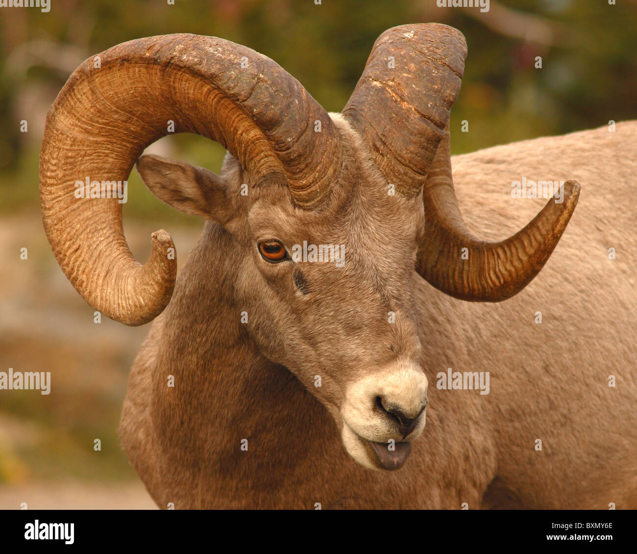 Sheep tongue hi-res stock photography and images - Alamy