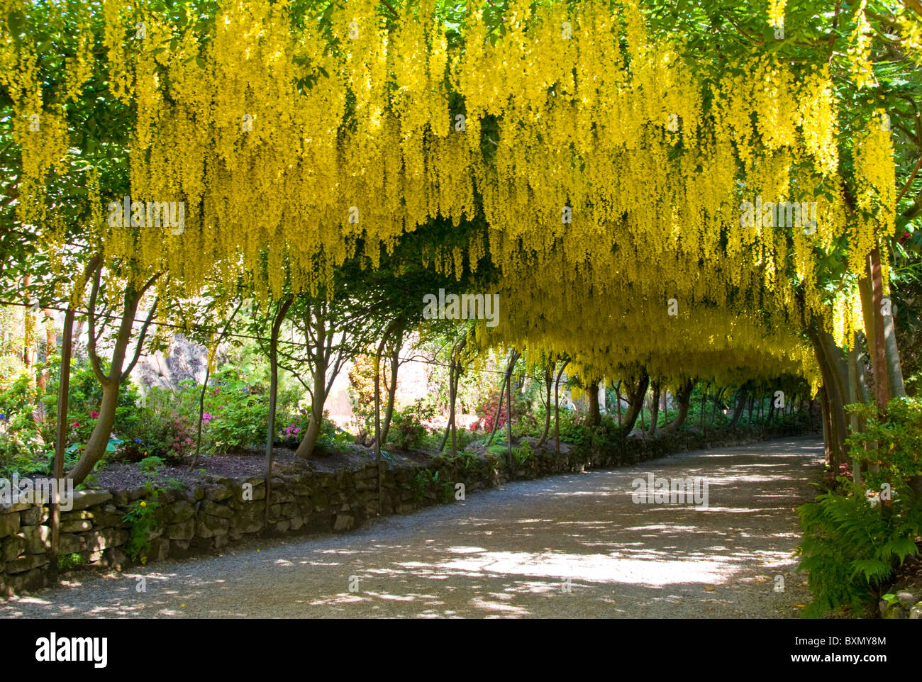 Laburnum Arch High Resolution Stock Photography and Images - Alamy