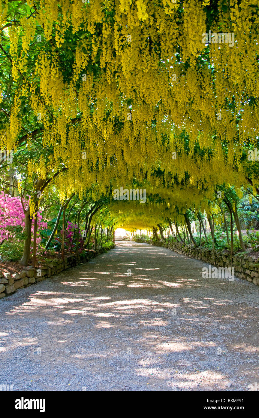 The Laburnum Arch, Bodnant Gardens, Conwy County Borough, North Wales ...